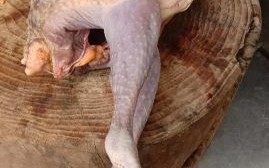 珍珠鸡多少钱一只_珍珠鸡价格行情