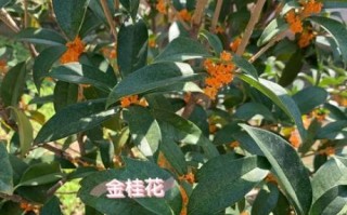 现摘桂花怎么做桂花茶_桂花茶家庭制作步骤