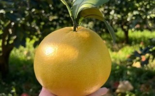 黄金葡萄柚的功效与作用_黄金葡萄柚怎么吃减肥