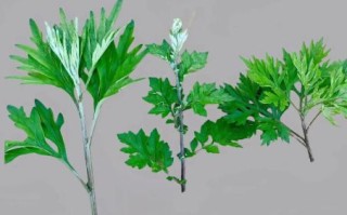 艾草青团的功效与作用_孕妇能吃吗