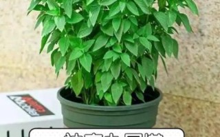 九层塔怎么种_九层塔种植方法