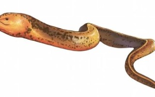 黄鳝性别转换_黄鳝为什么变性