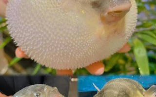 河豚图片大全_河豚高清壁纸哪里找