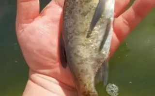 鳙鱼图片高清_鳙鱼怎么分辨胖头鱼