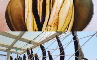 茄子干怎么晒_家常茄子干做法