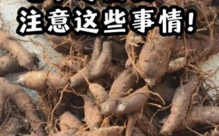 草乌的功效与作用_草乌的毒副作用有哪些