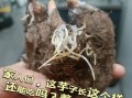 芋头发霉了还能吃吗_芋头发霉了怎么处理