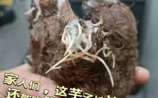 芋头发霉了还能吃吗_芋头发霉了怎么处理