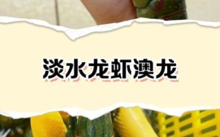 澳洲龙虾怎么挑选_澳洲龙虾多少钱一斤