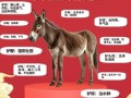 驴肉有什么功效与作用_驴肉适合什么人吃
