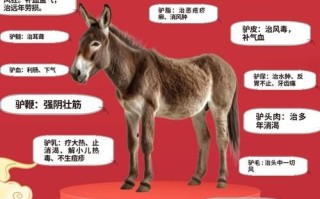 驴肉有什么功效与作用_驴肉适合什么人吃