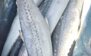 鲅鱼几月份上市_鲅鱼什么时候最肥