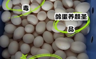 鸽子蛋为什么那么贵_鸽子蛋营养价值高吗