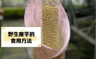 魔芋长什么样子_魔芋图片特征详解