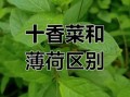 十香菜和薄荷的区别_哪个更适合做菜