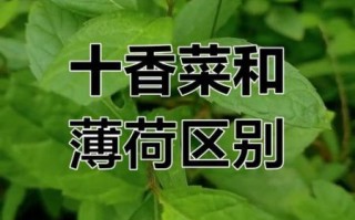 十香菜和薄荷的区别_哪个更适合做菜