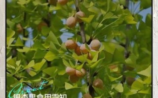 银杏果的功效与作用_银杏果怎么吃最好