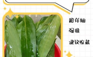 干粽叶怎么处理不容易破_干粽叶泡多久不裂