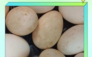 鹅蛋怎么吃去胎毒效果最好_孕妇吃鹅蛋去胎毒的正确方法