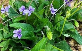 野生紫花苦菜长什么样_如何辨别真假
