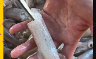 鱿鱼仔怎么清洗_鱿鱼仔清洗内脏技巧