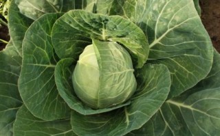 绿橄榄菜长什么样子_如何辨别真假绿橄榄菜