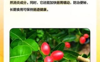 神秘果图片_神秘果图片的功效与作用