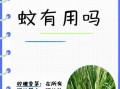 香茅草能驱蚊吗_香茅草驱蚊效果好吗