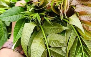 香椿苗多少钱一斤_2024最新价格行情