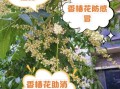 臭椿花能吃吗_臭椿花有什么功效