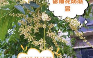 臭椿花能吃吗_臭椿花有什么功效