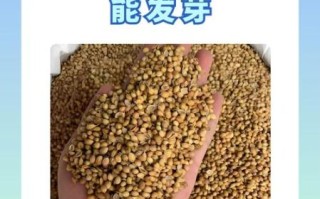 香菜种子不搓开几天能发芽_香菜种子多久发芽