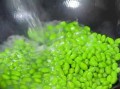 青豆怎么煮好吃_青豆煮多久才软糯