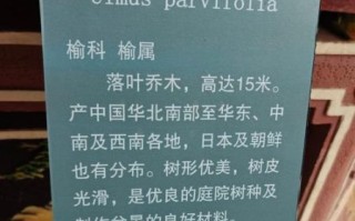 榆树品种图片大全_如何区分常见榆树