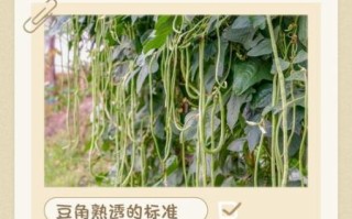 豇豆角没熟吃了会怎样_如何快速判断生熟