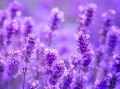 薰衣草图片大全高清图片_如何挑选适合做壁纸的薰衣草图