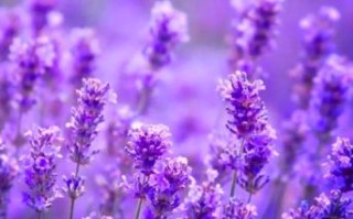 薰衣草图片大全高清图片_如何挑选适合做壁纸的薰衣草图