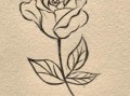 玫瑰花怎么画简单好看_零基础也能学会的玫瑰画法