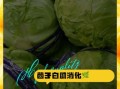 茴子白营养价值_茴子白功效与作用