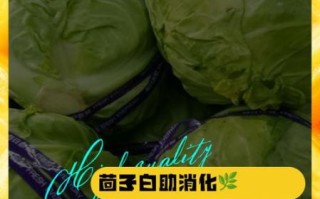 茴子白营养价值_茴子白功效与作用