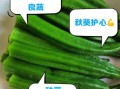 秋葵有壮阳补肾的作用吗_秋葵怎么吃补肾效果好