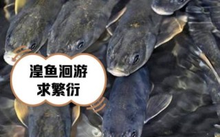 青海湟鱼多少钱一斤_青海湟鱼价格行情