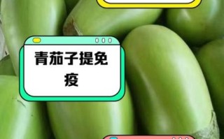 青茄子的营养价值及功效_青茄子能减肥吗