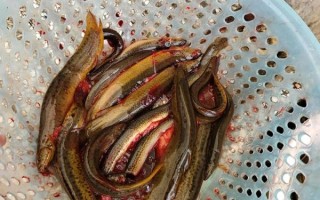 黄鳝怎么杀最简单_黄鳝宰杀步骤图解