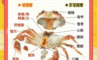 蟹心蟹胃在哪个部位图解_如何快速分辨