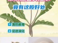蒲公英根泡水喝的利弊_长期喝有什么副作用