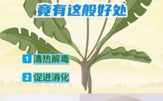 蒲公英根泡水喝的利弊_长期喝有什么副作用