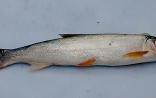 鳡鱼怎么读_鳡鱼是什么鱼