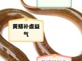 黄鳝咬人吗_被黄鳝咬伤怎么办
