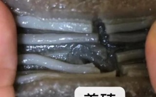 野生海参和养殖海参的区别_哪个营养价值更高